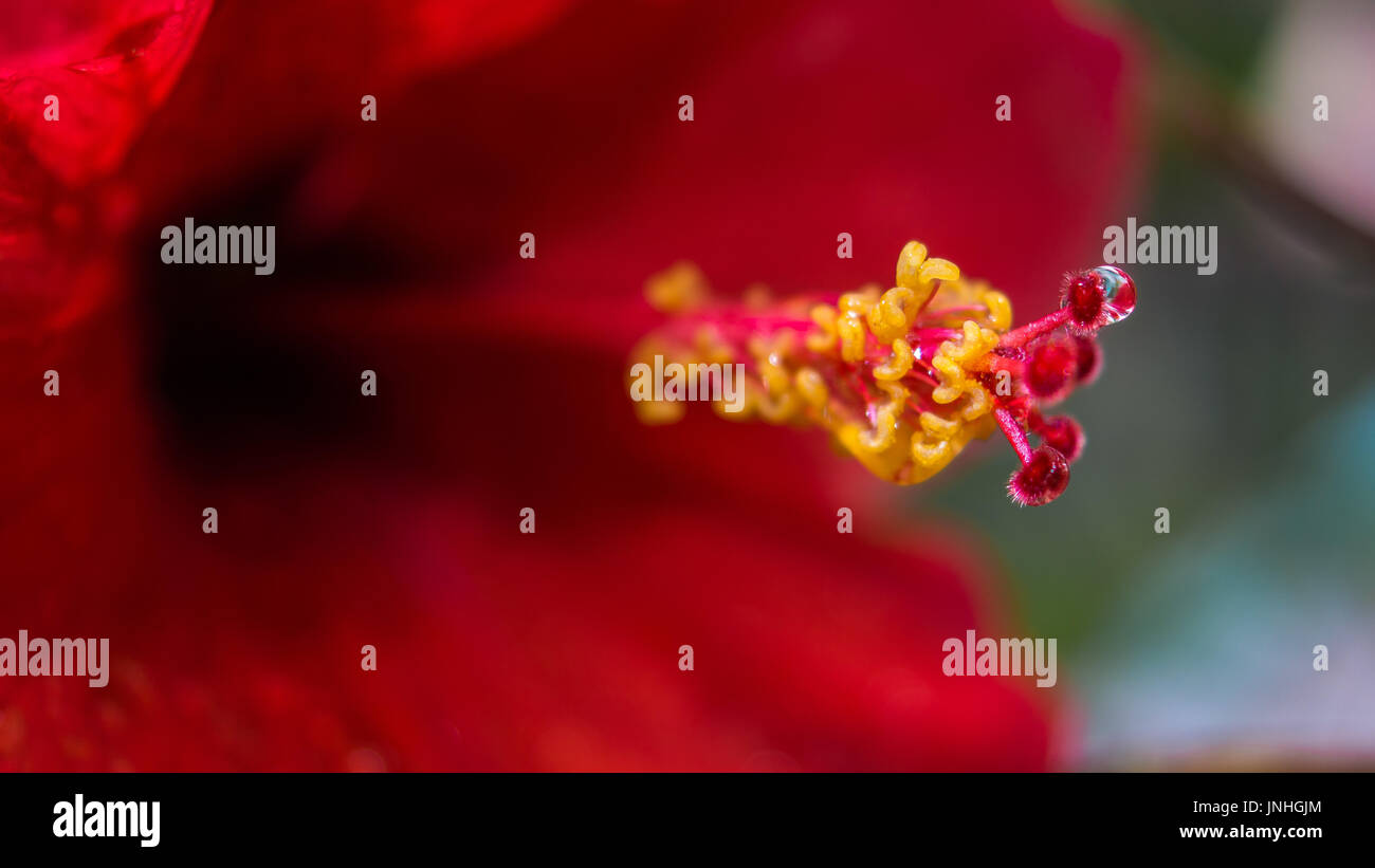 Red pollen grains hi-res stock photography and images - Alamy
