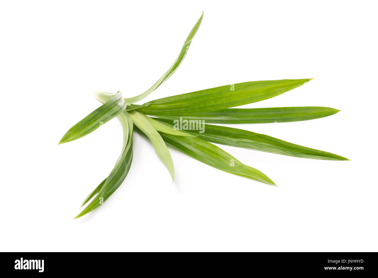 Fresh pandan leaves on white background Stock Photo - Alamy