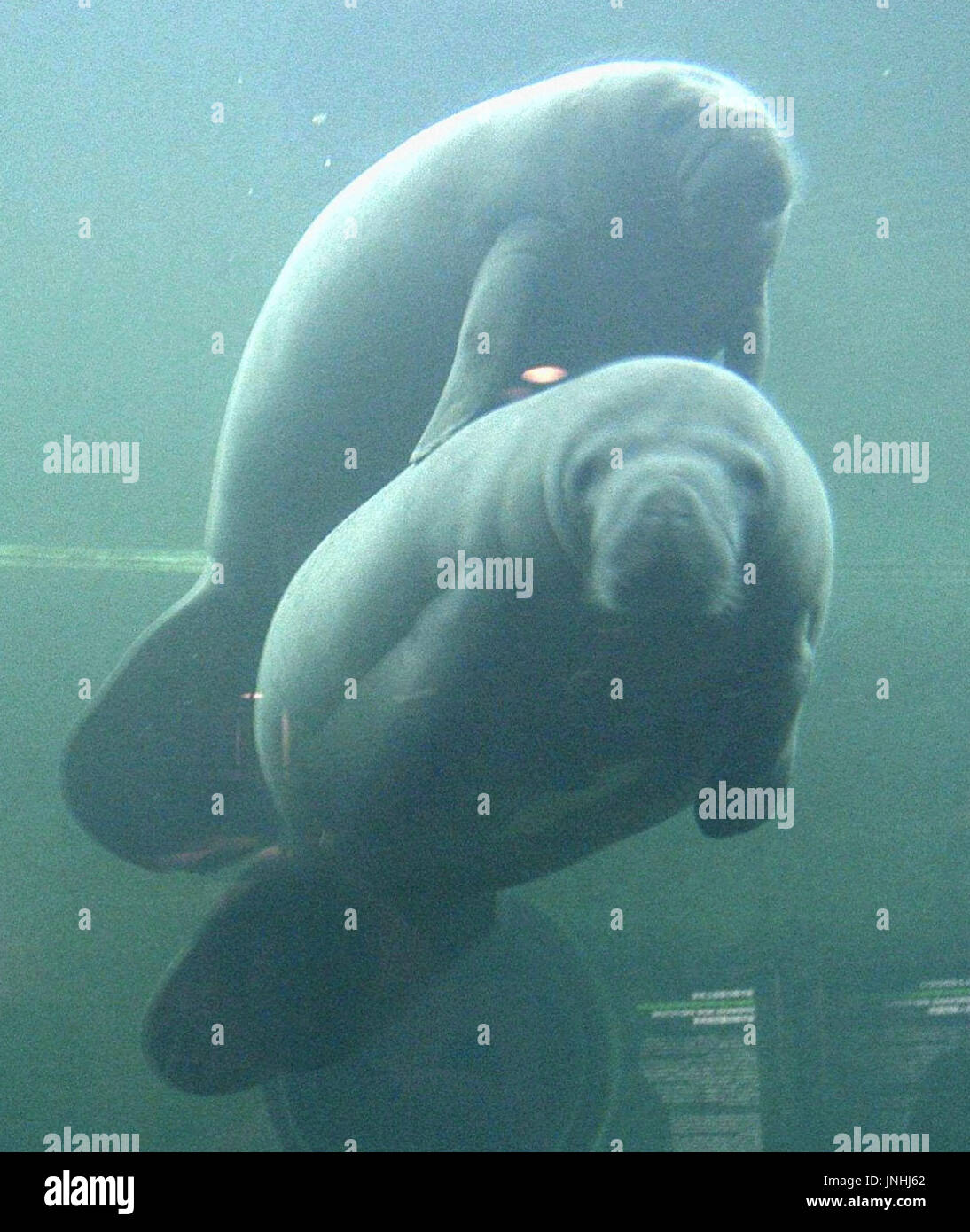 NAHA, Japan - Publicly solicit names for a new born manatee "Maya" swim ...