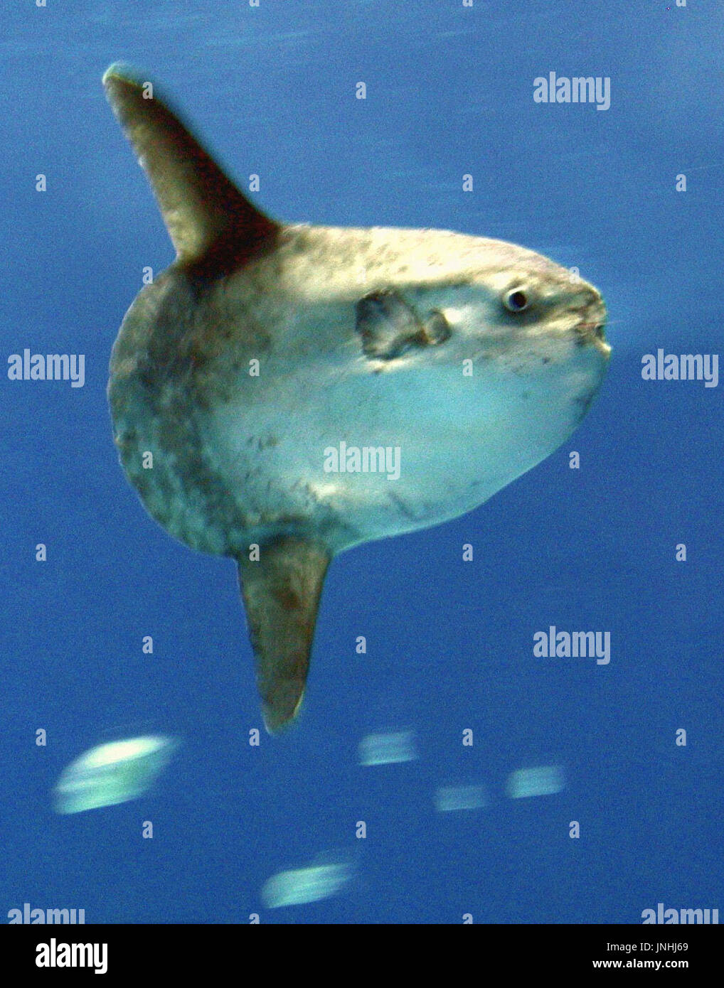 NAHA, Japan - Globefish has been extinct before opening at The Okinawa ...