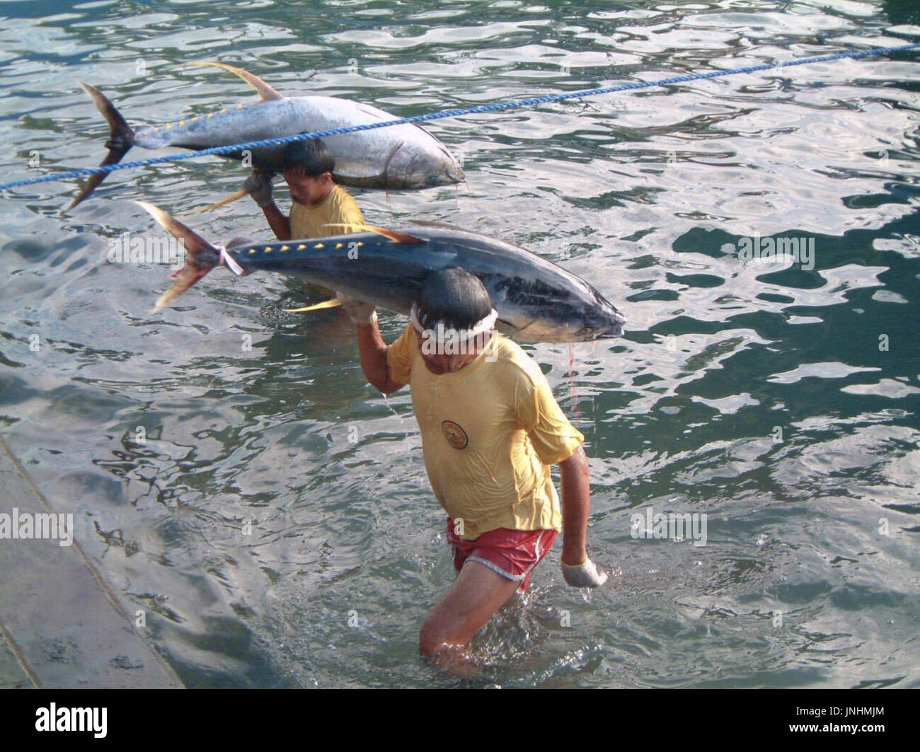 GENERAL SANTOS, Philippines - Two Filipino fishermen carry yellowfin ...