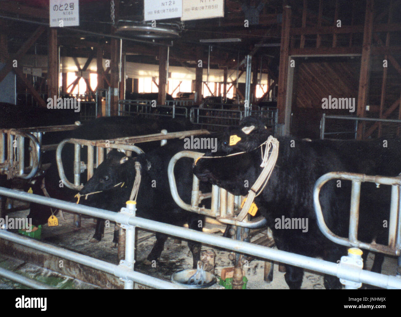 TOKYO, Japan - Photo taken in December 2002 shows cloned cows at a farm ...