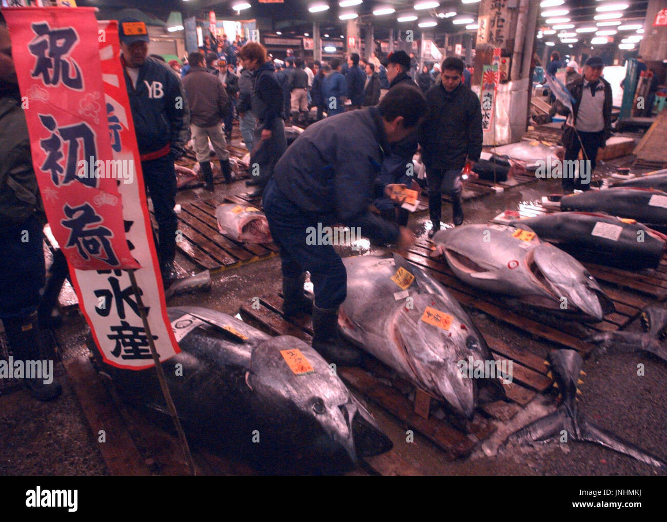 TOKYO, Japan - Fish brokers check tunas during Tokyo Tsukiji fish ...
