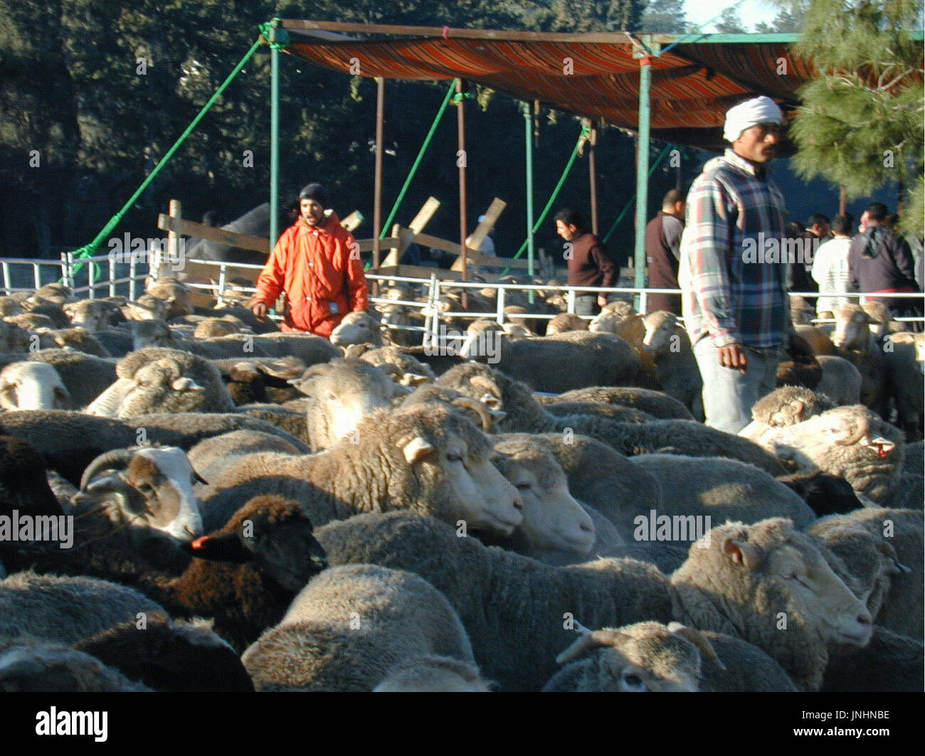AMMAN, Jordan - Merchants sell sheep at a market in Amman, the ...