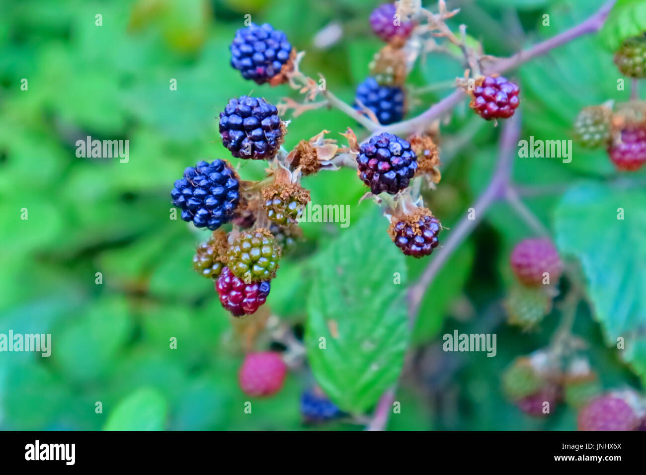 Blackberry rubus ulmifolius black rubus hi-res stock photography and ...