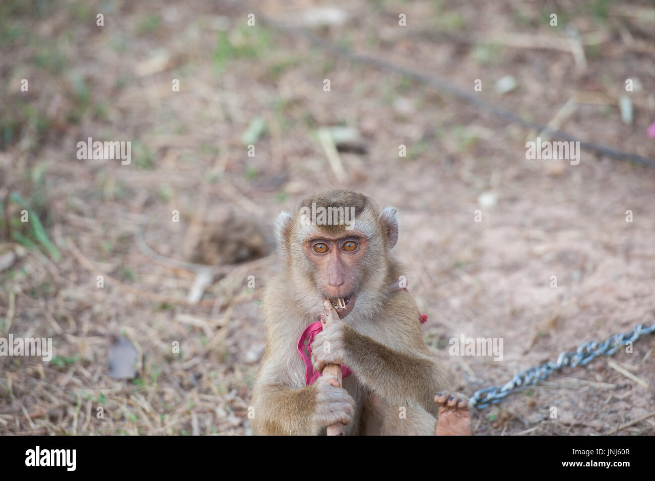 monkey thailand playing with stick Stock Photo - Alamy