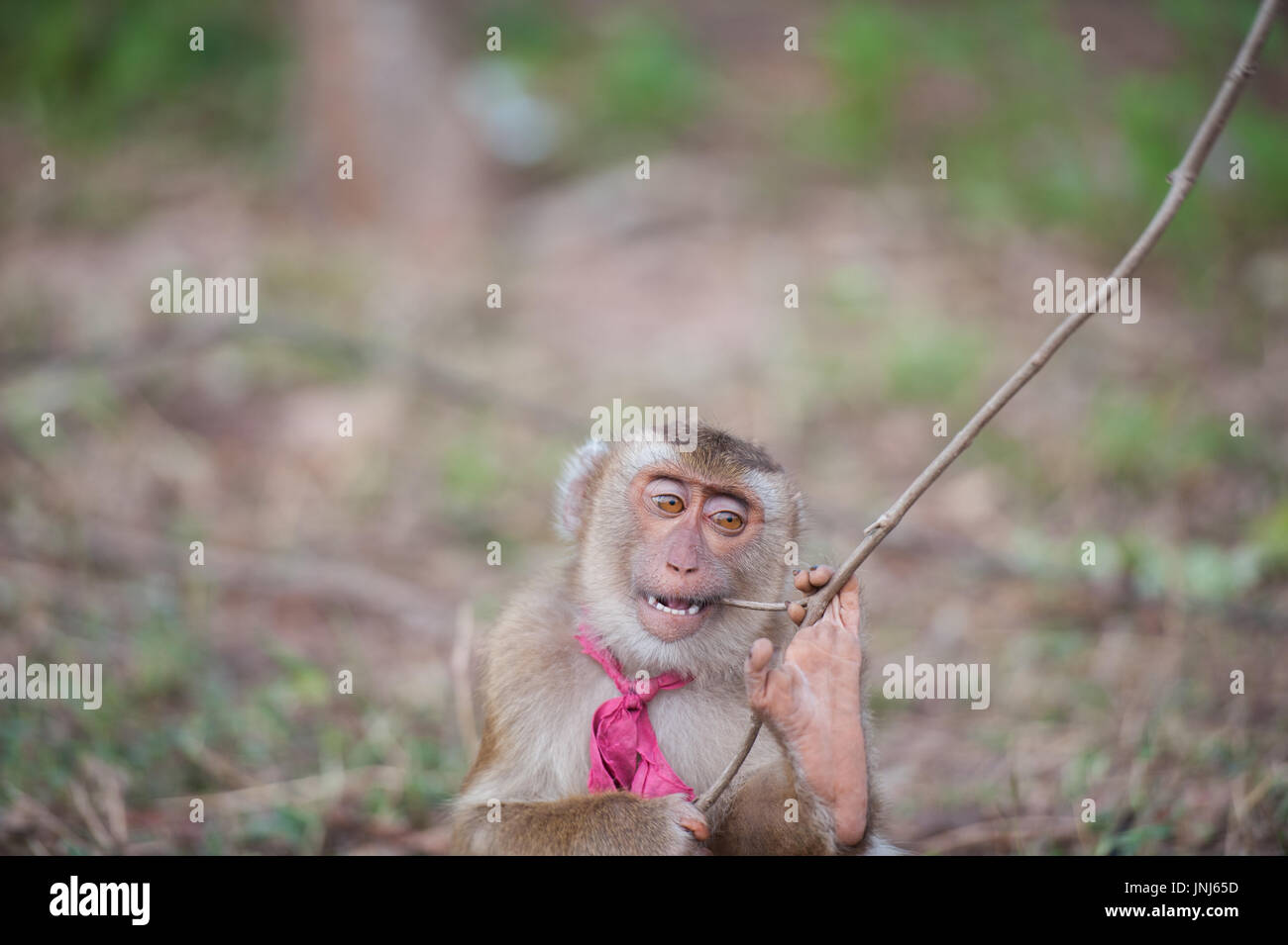 monkey thailand playing with stick Stock Photo - Alamy