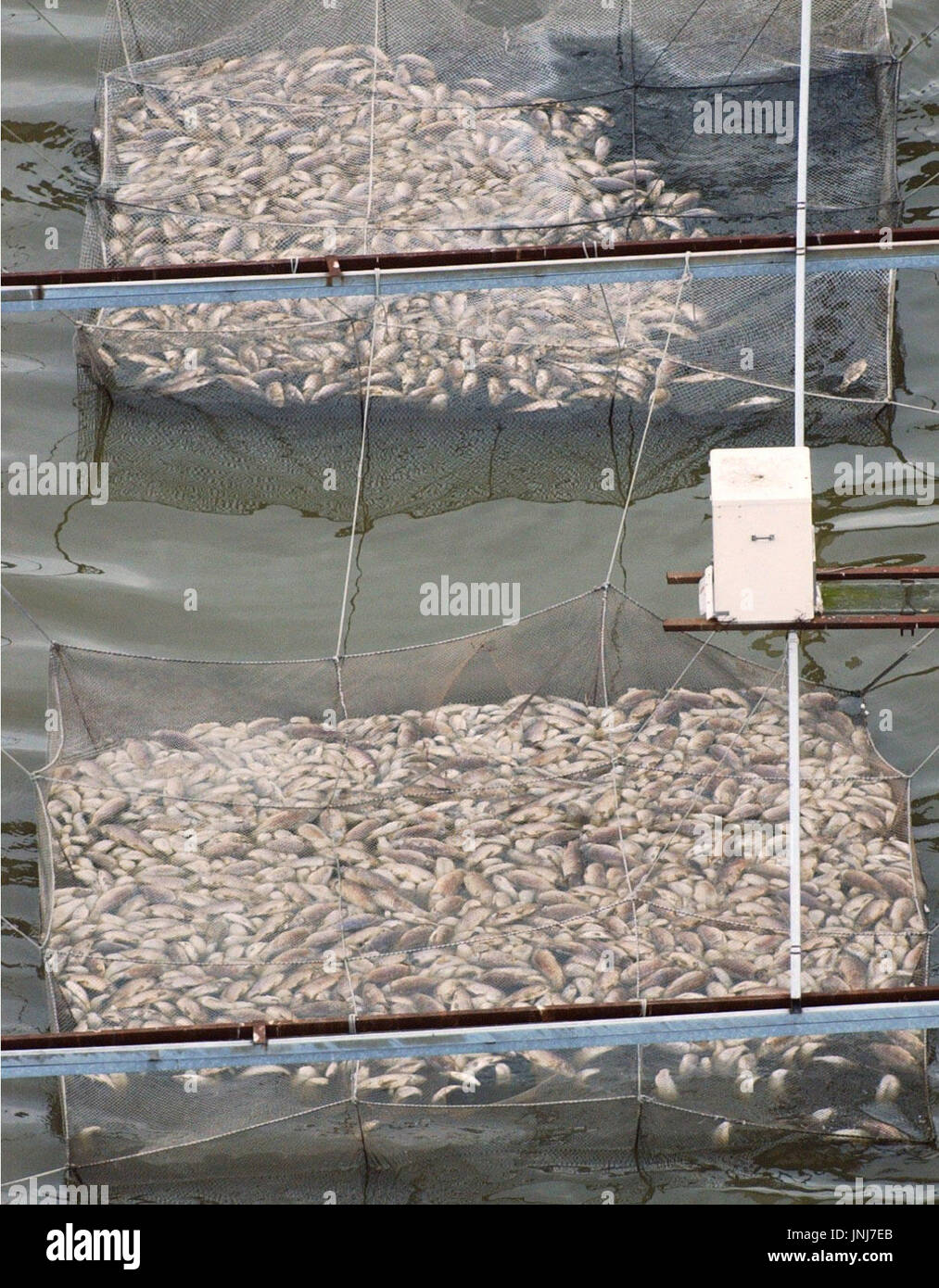 TOKYO, Japan - Huge quantities of virus-ridden farmed carp lie dead and ...