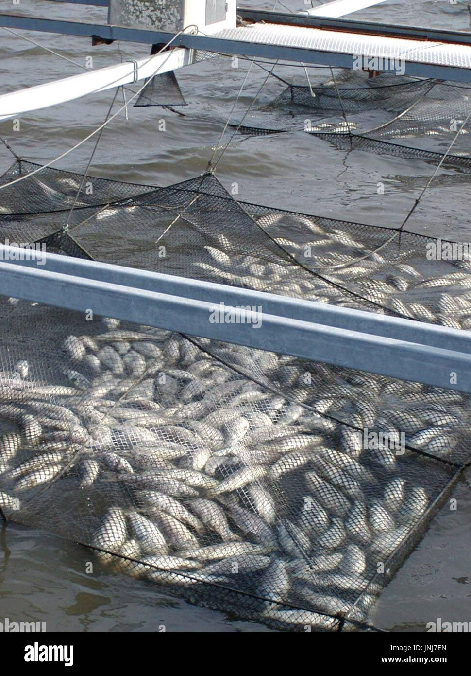 MITO, Japan - Large quantities of carp lie dead and afloat in a photo ...
