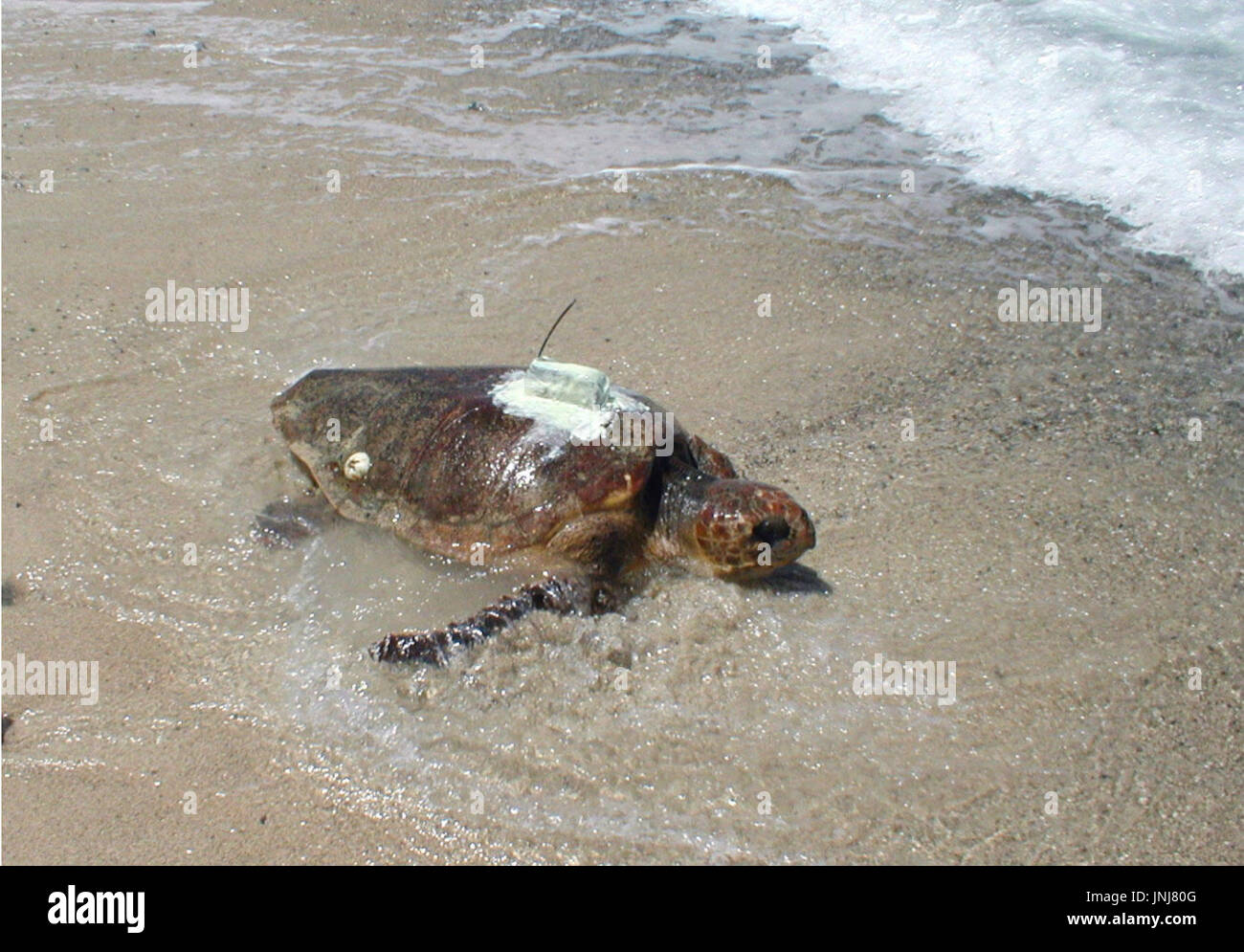 TOKYO, Japan - A loggerhead turtle is released after being tagged with ...