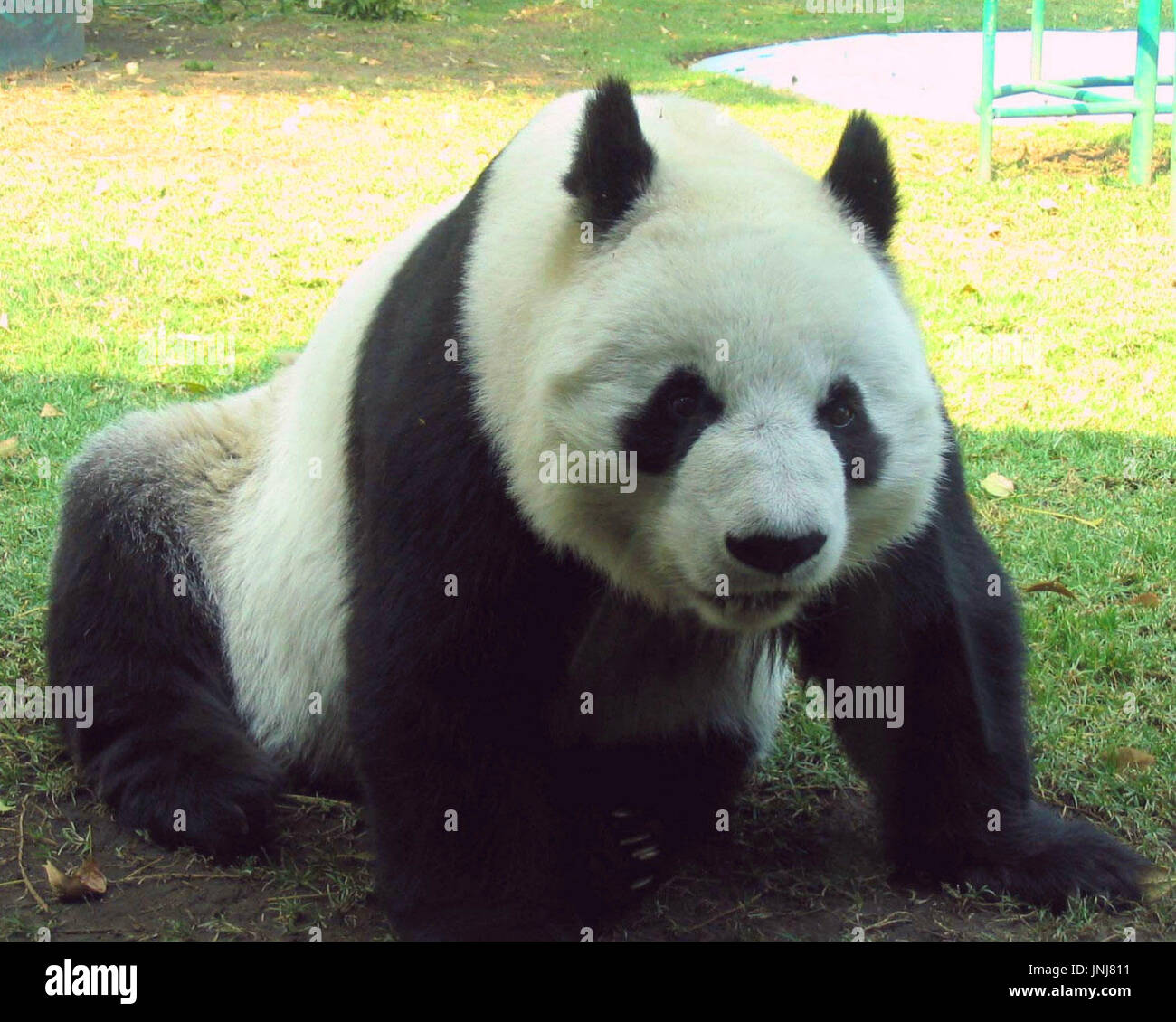 MEXICO CITY, Mexico - Shuan Shuan, one of Mexico's three female giant ...