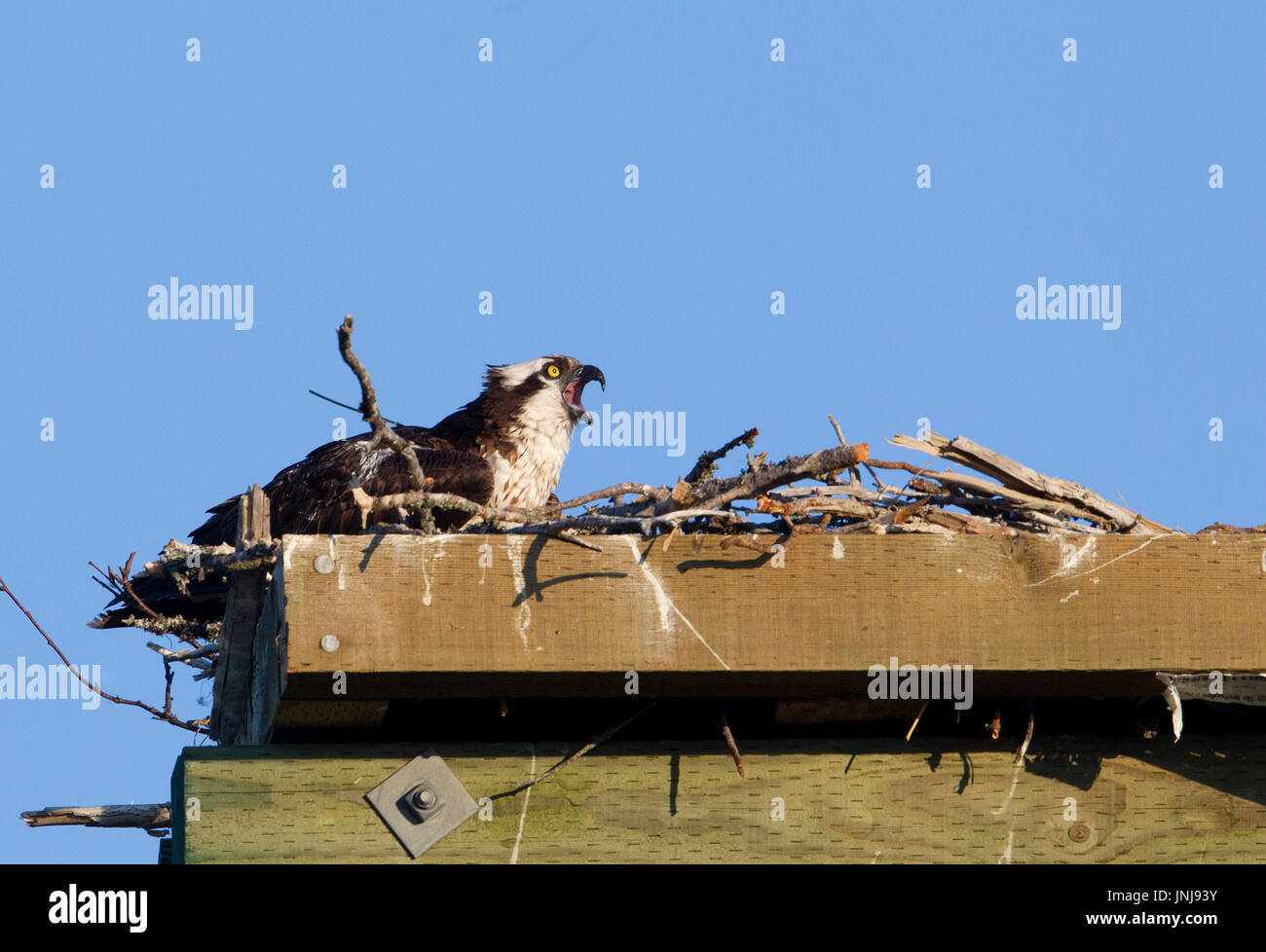 Osprey in nest calling to mate hi-res stock photography and images - Alamy