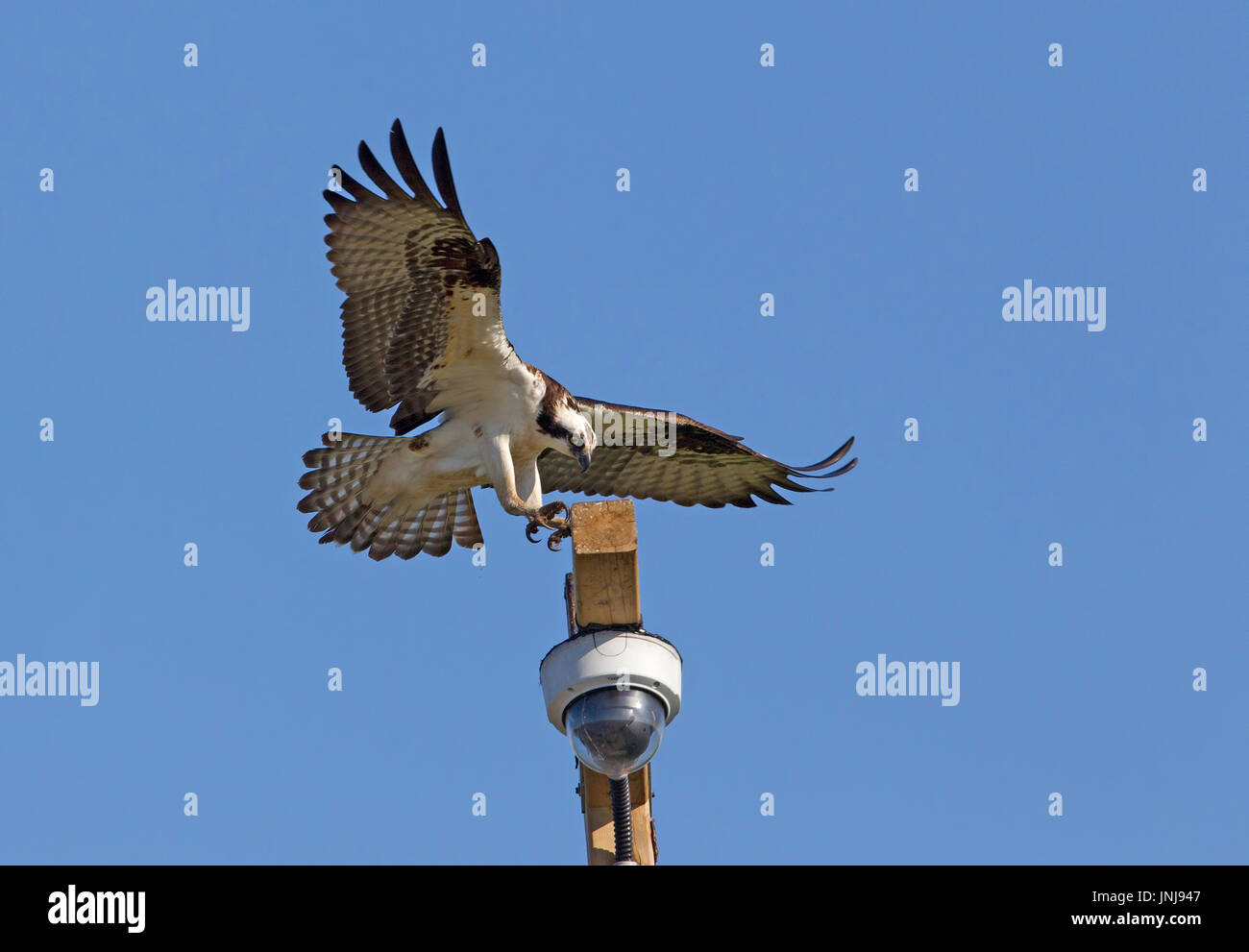 Osprey landing on perch hi-res stock photography and images - Alamy