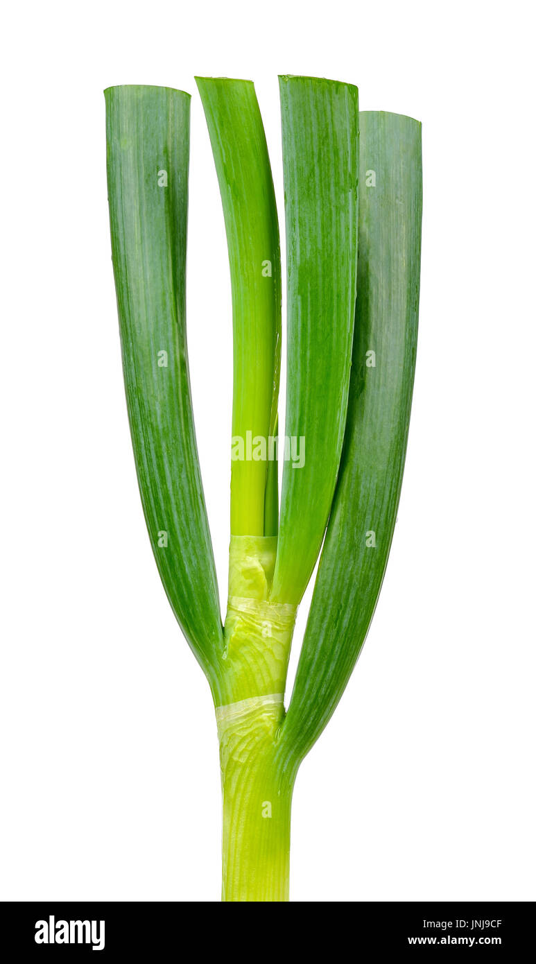 Green japanese onion isolated on white background Stock Photo - Alamy