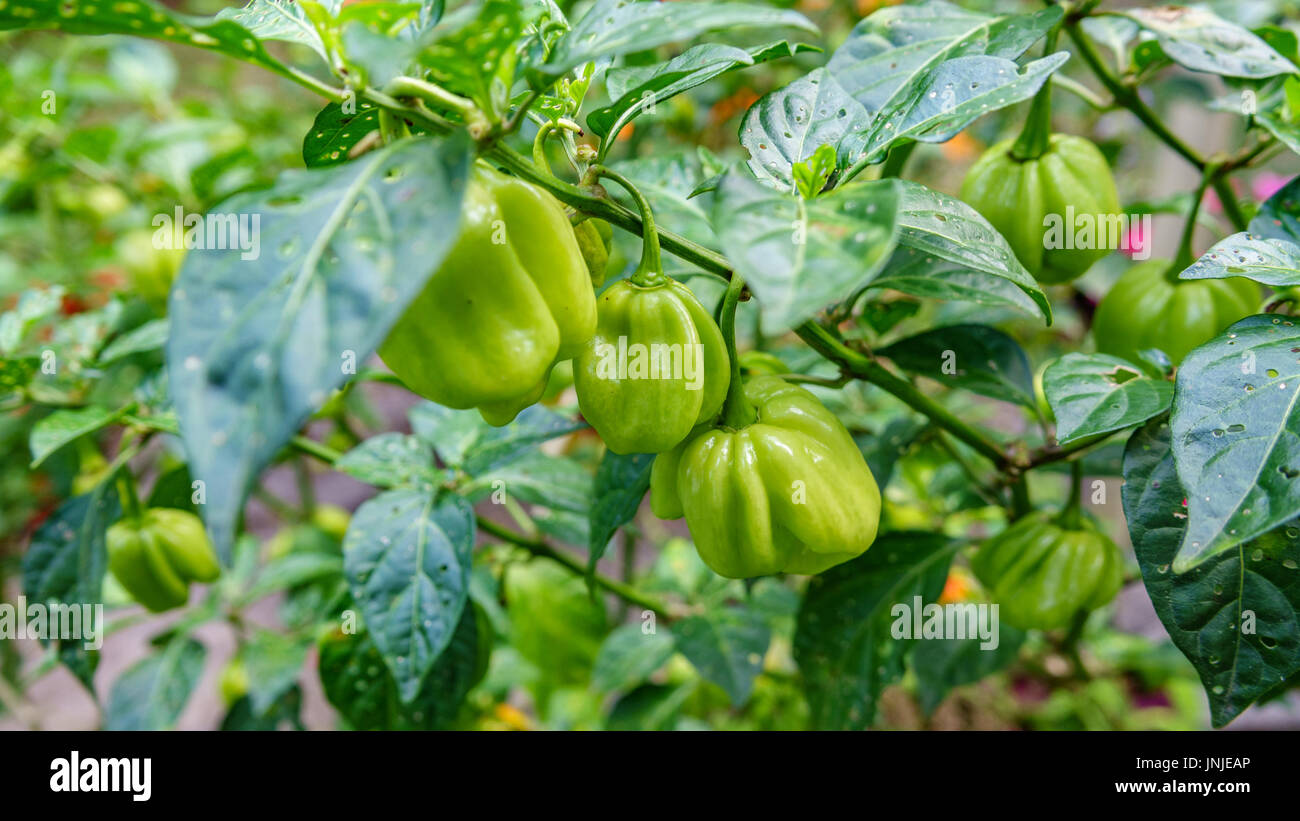 Chili pepper plant closeup Stock Photo - Alamy