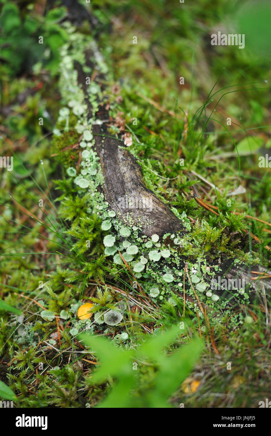 The old root of the tree is covered with moss and lichen Stock Photo ...