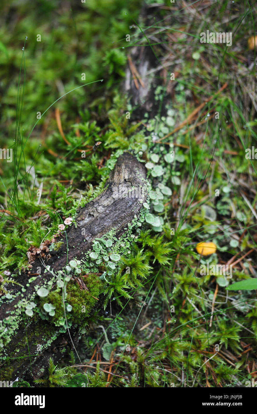The old root of the tree is covered with moss and lichen Stock Photo ...
