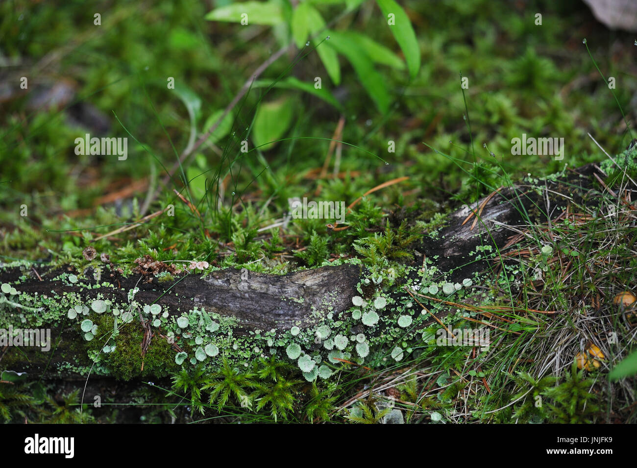 The old root of the tree is covered with moss and lichen Stock Photo ...