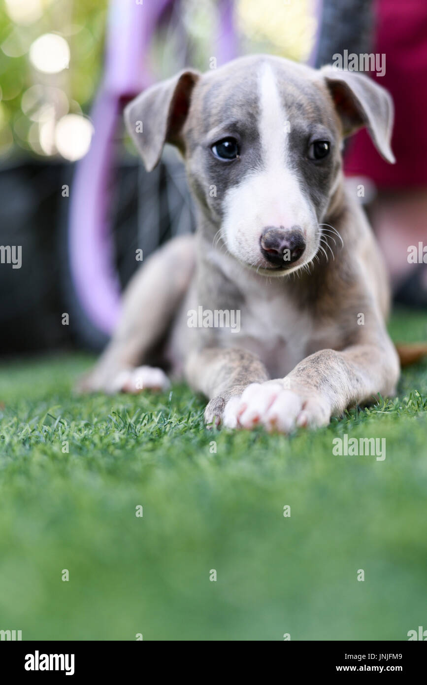 English whippet hi-res stock photography and images - Alamy