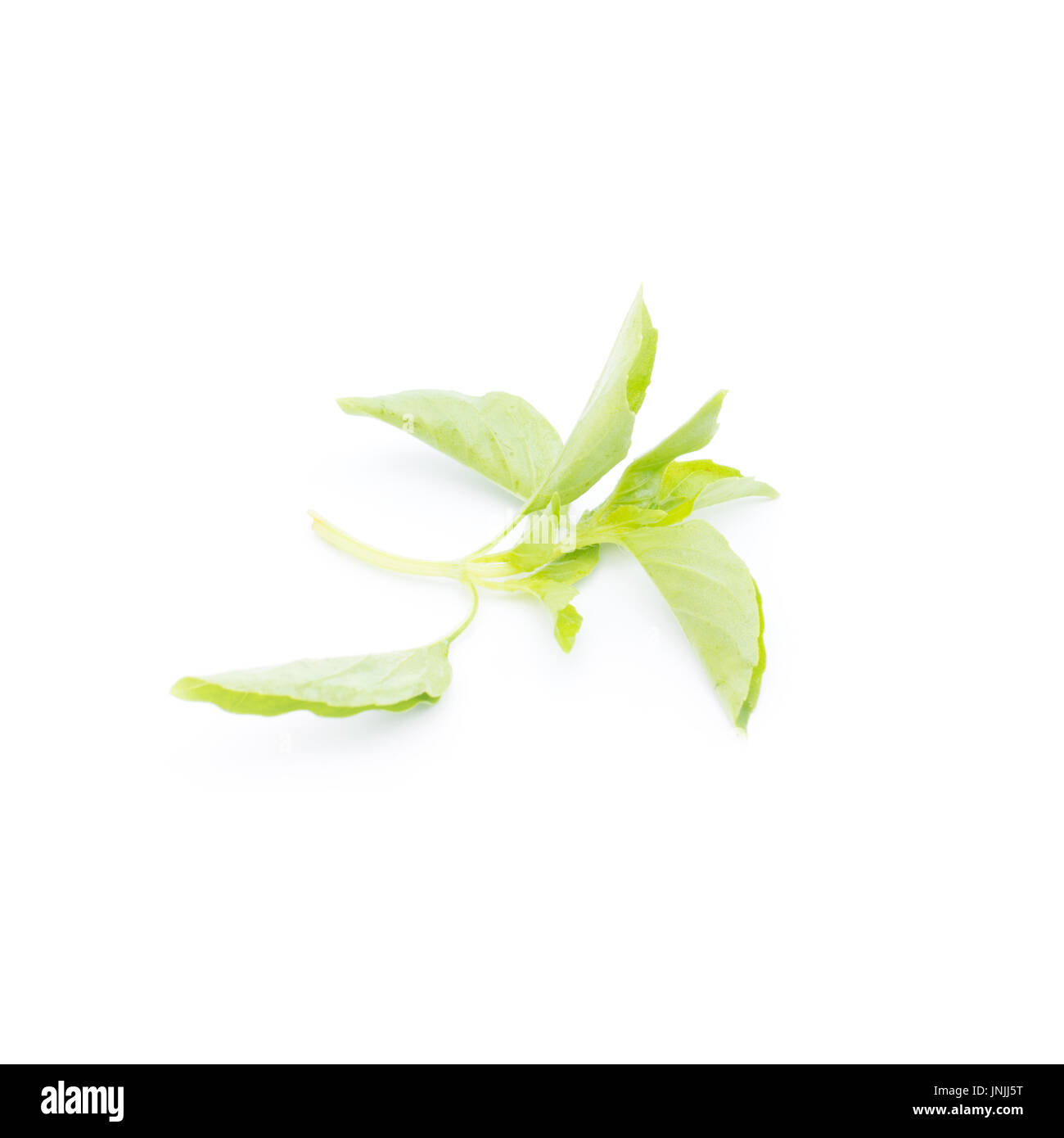 Hairy Basil or Ocinum canum isolated on white background (Spices in ...