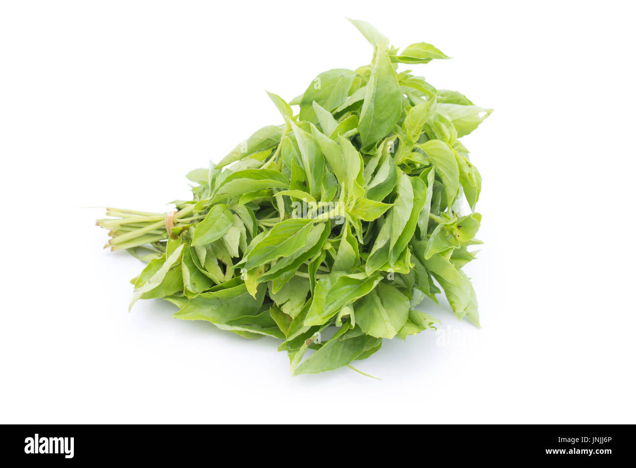Hairy Basil or Ocinum canum isolated on white background (Spices in ...