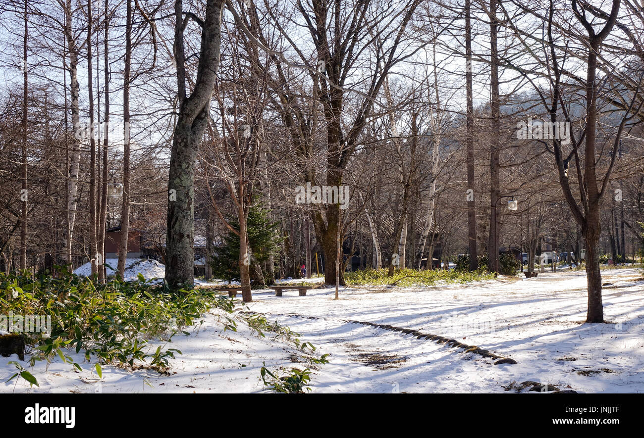 Landscape of winter with snow forest at the sunny day in Nikko, Japan ...