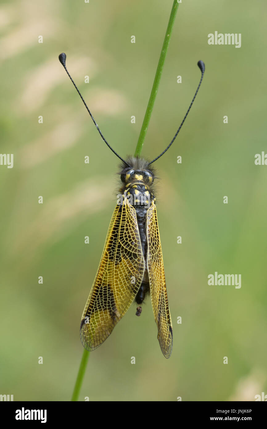 Ascalaphidae hi-res stock photography and images - Alamy