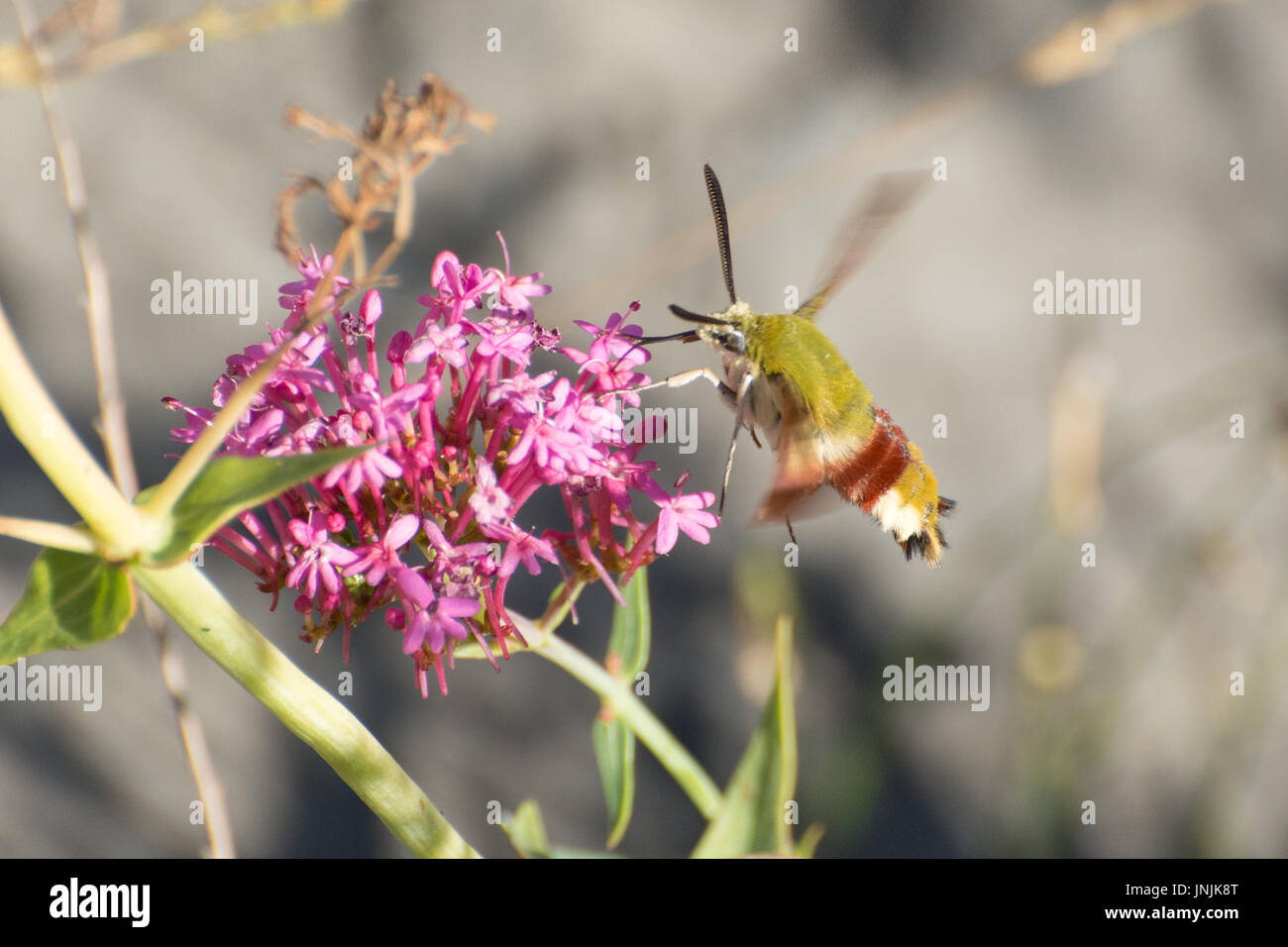 Pink hawk moth hi-res stock photography and images - Alamy
