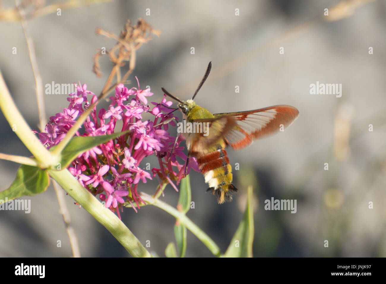 Pink hawk moth hi-res stock photography and images - Alamy