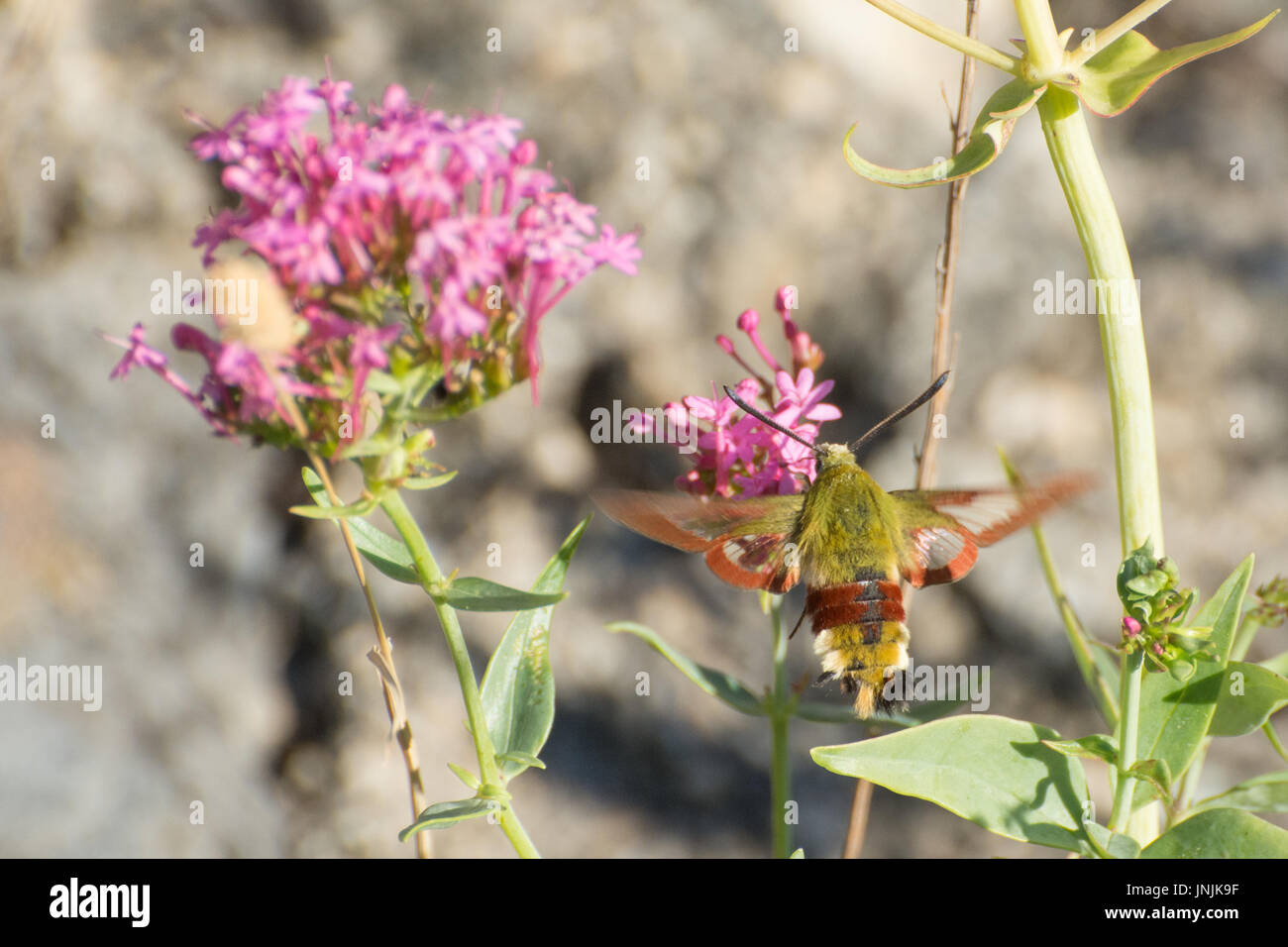 Pink hawk moth hi-res stock photography and images - Alamy