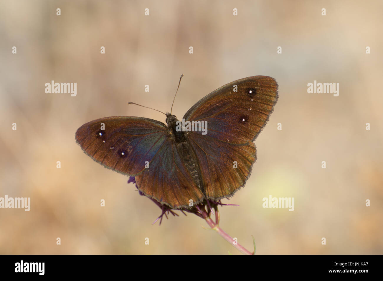 Great sooty satyr butterfly hi-res stock photography and images - Alamy