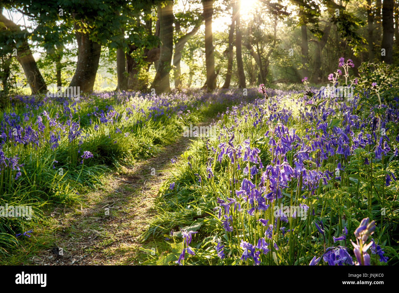 Sunrise through the trees hi-res stock photography and images - Alamy