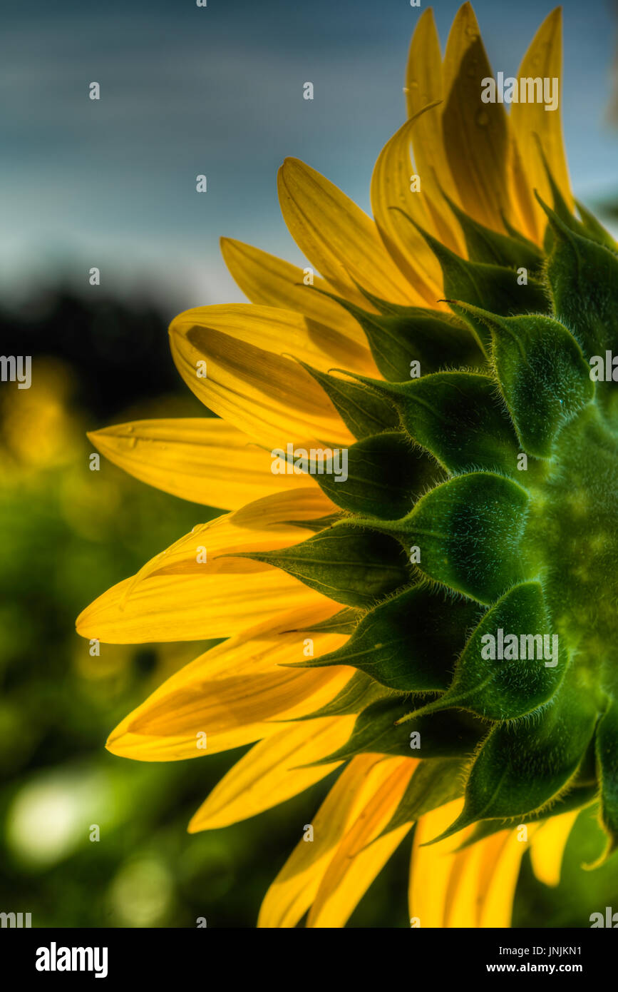 Sunflowers facing the sun hi-res stock photography and images - Alamy