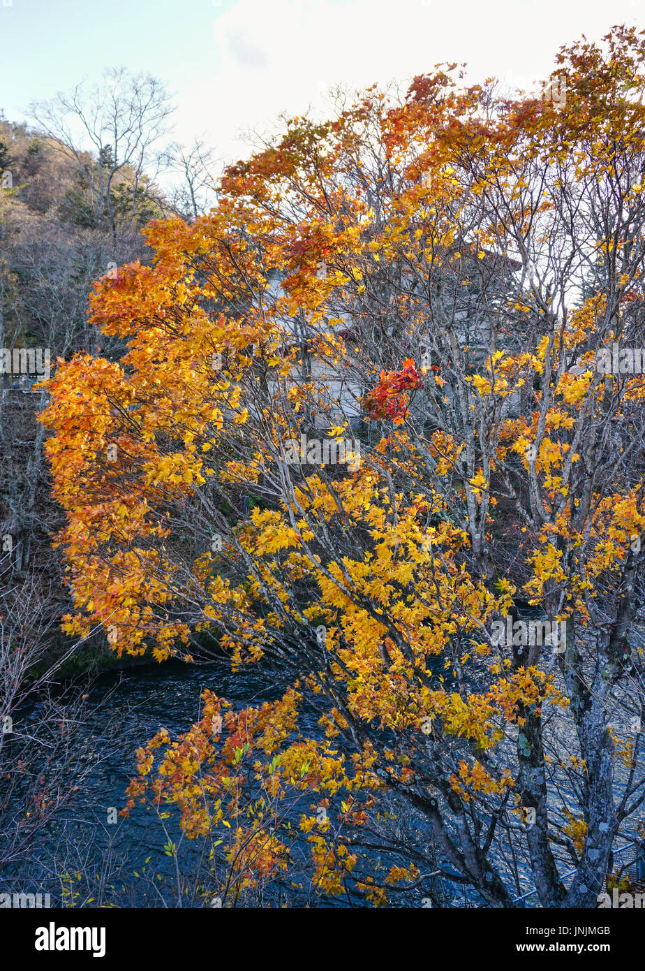 Autumn scenery with maple trees at forest in Nikko, Japan Stock Photo ...