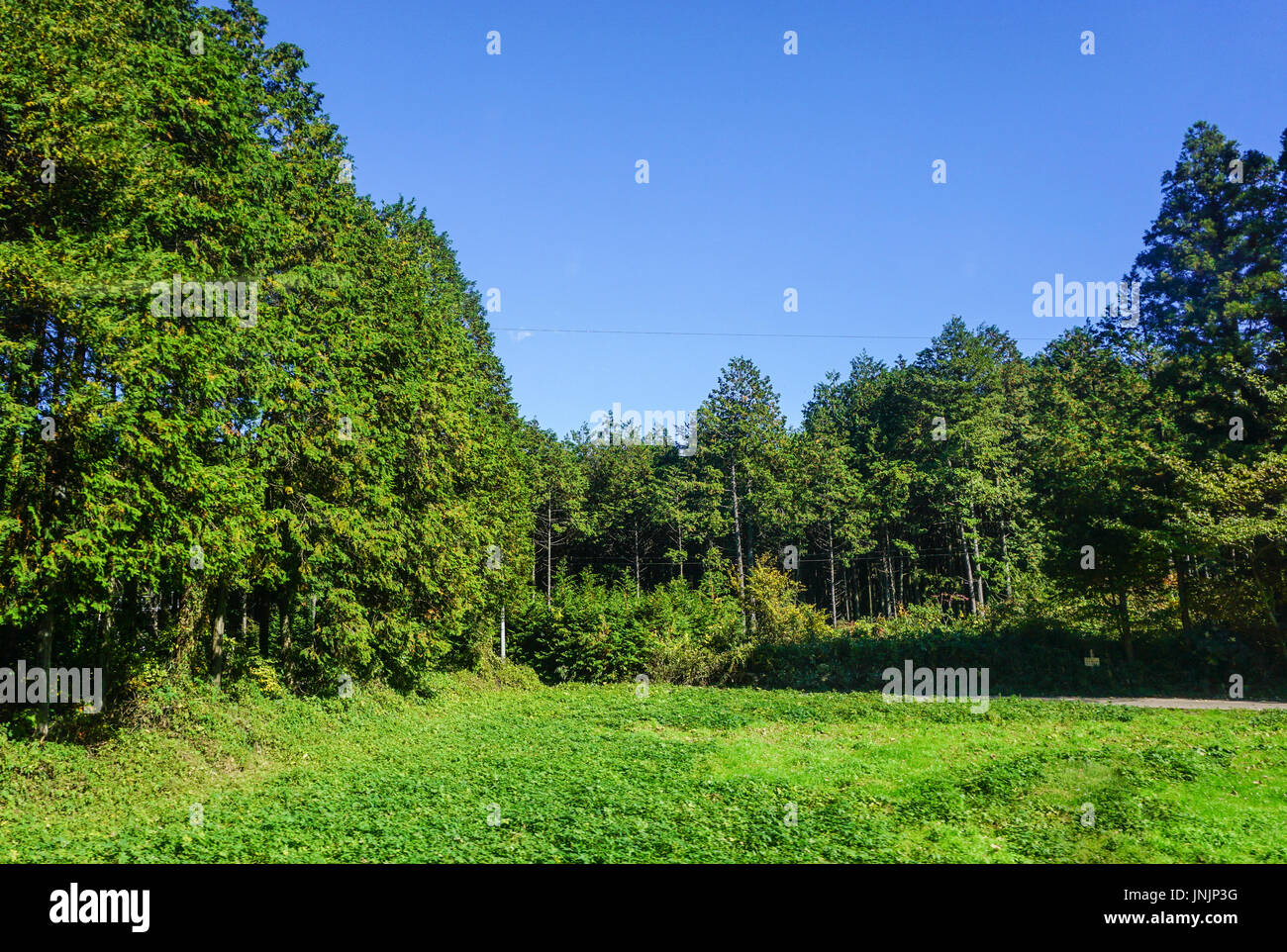 Pine tree forest with grass field at sunny day in summer time Stock Photo - Alamy