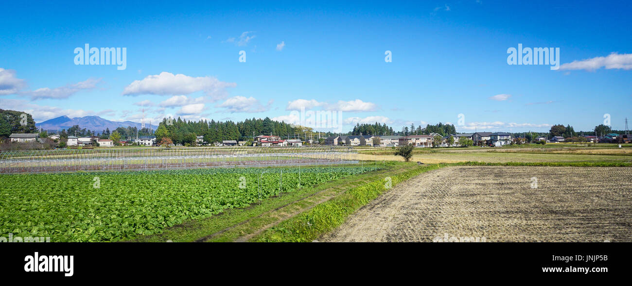 Vegetable field with small village at sunny day in Nikko, Japan Stock ...