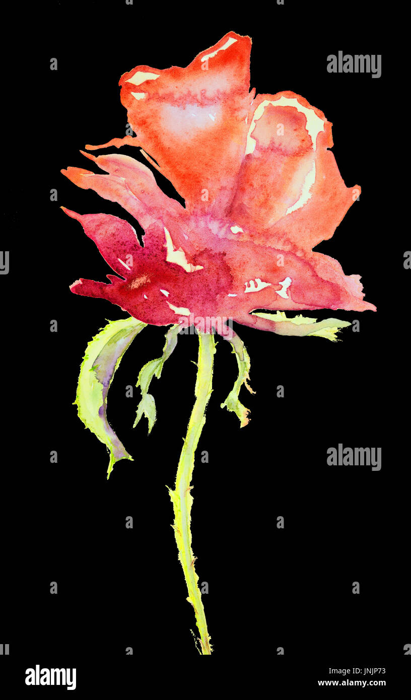 Side view of a naive rose against a black background. The dabbing ...