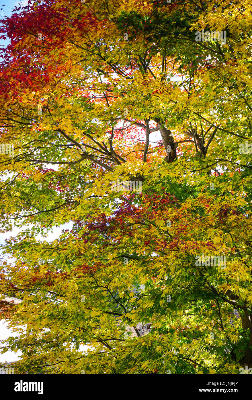 Autumn tree at sunny day in Nikko, Japan. Close up Stock Photo - Alamy