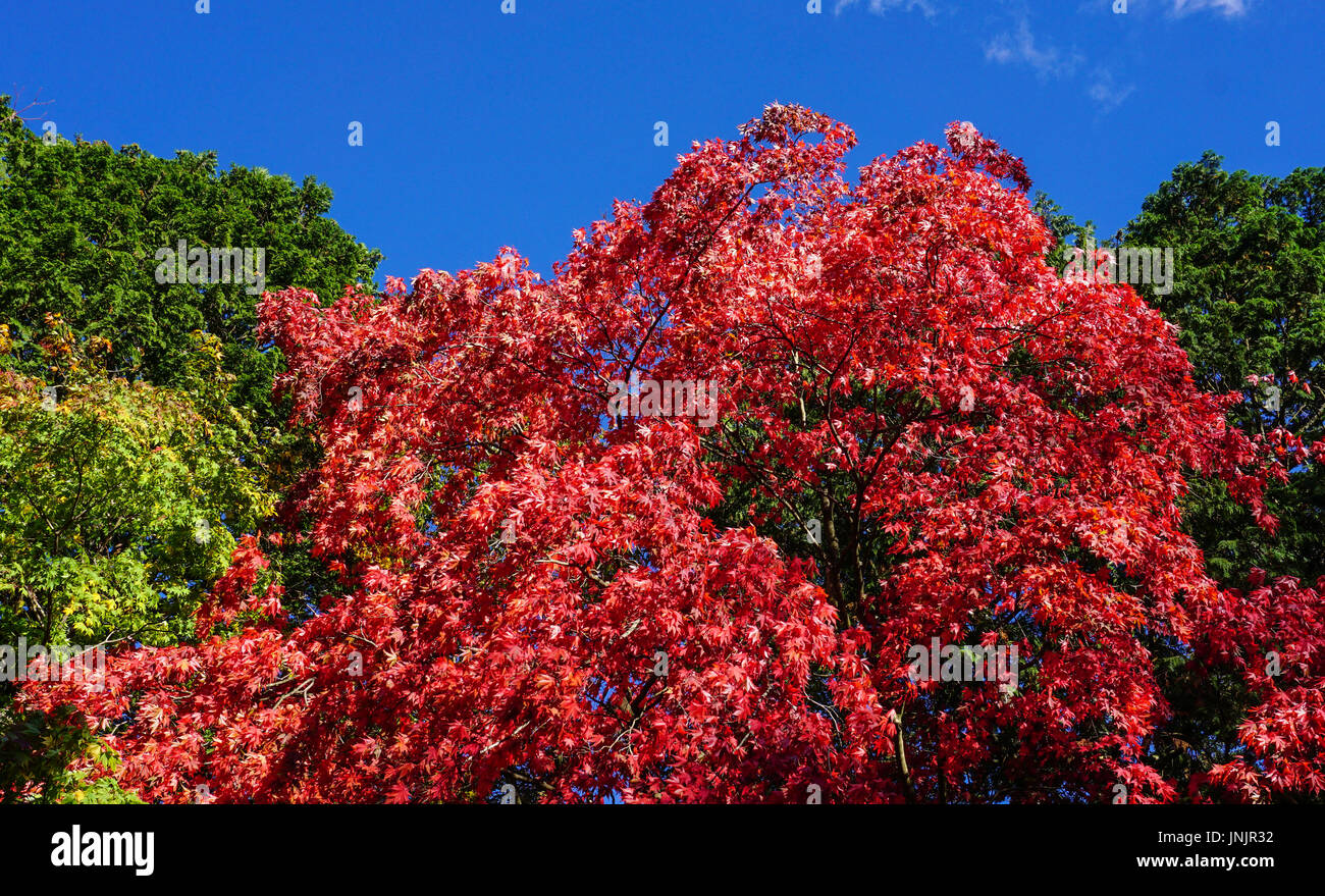 Huge trees under the blue sky at autumn forest in Kyoto, Japan Stock ...