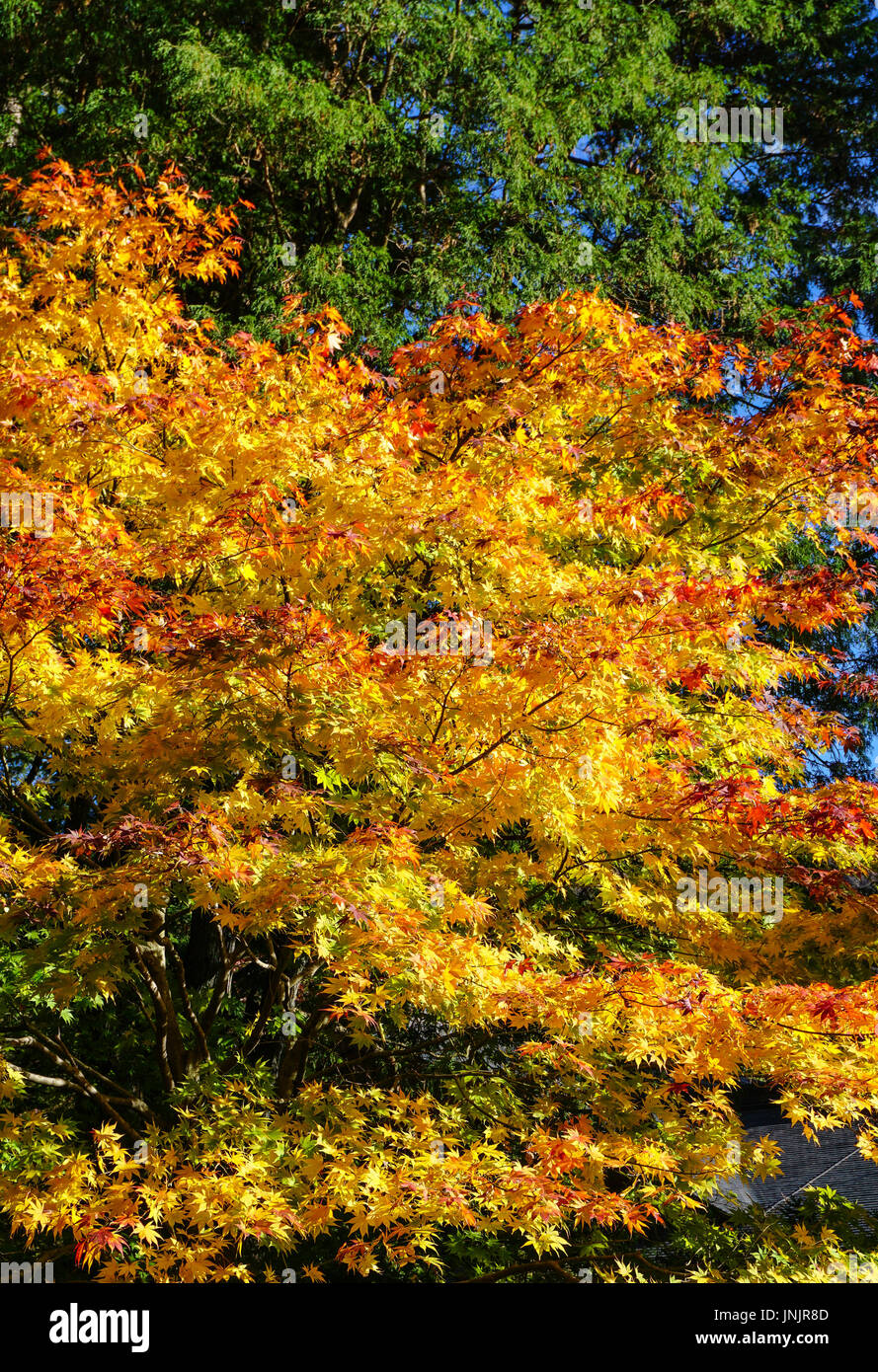 Maple trees at autumn forest in Osaka, Japan Stock Photo - Alamy