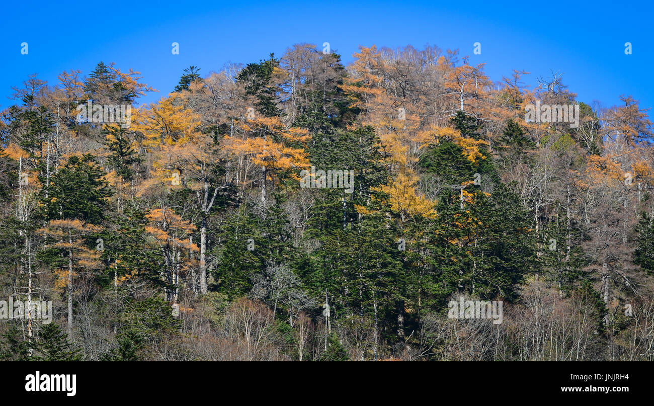 Autumn trees at forest on mountain in Nikko, Japan. Nikko is a popular ...