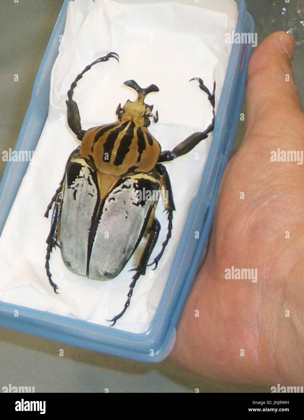 TOKYO, Japan - Photo shows one of the world's largest scarab beetles ...