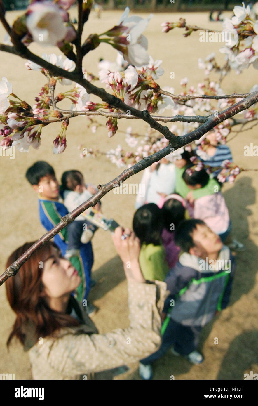 TOKYO, Japan - Cherry trees at Shinjuku Gyoen National Garden in Tokyo ...