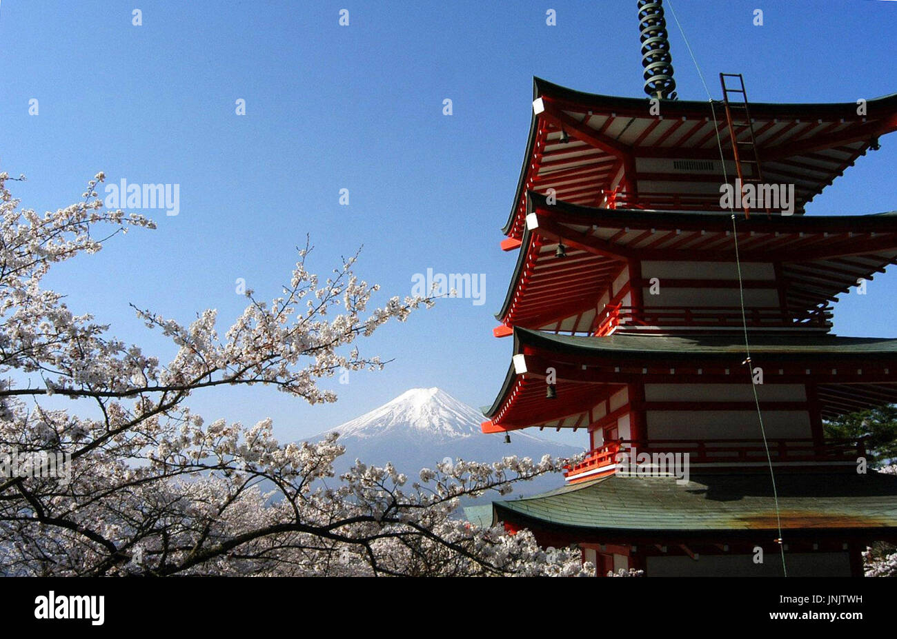 FUJIYOSHIDA, Japan - Cherry blossoms in full bloom at a park in ...