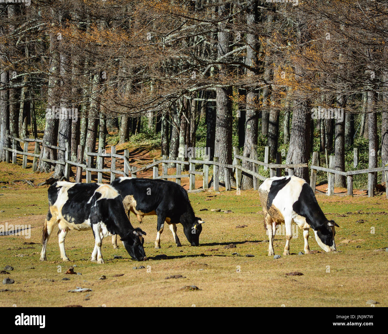 Cows feeding on the grass field with pine tree background in Nikko ...