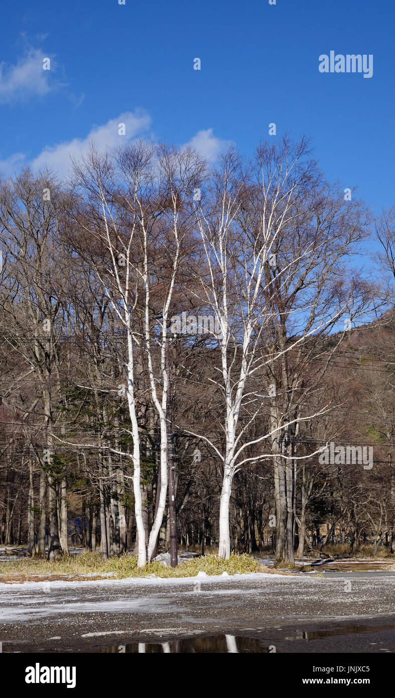 Tree forest at winter in Nikko, Japan Stock Photo - Alamy