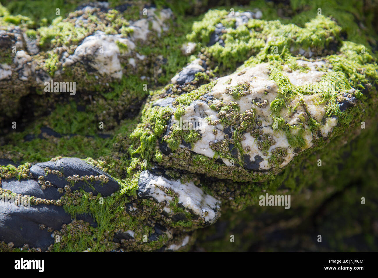 Tenacity ecology hi-res stock photography and images - Alamy