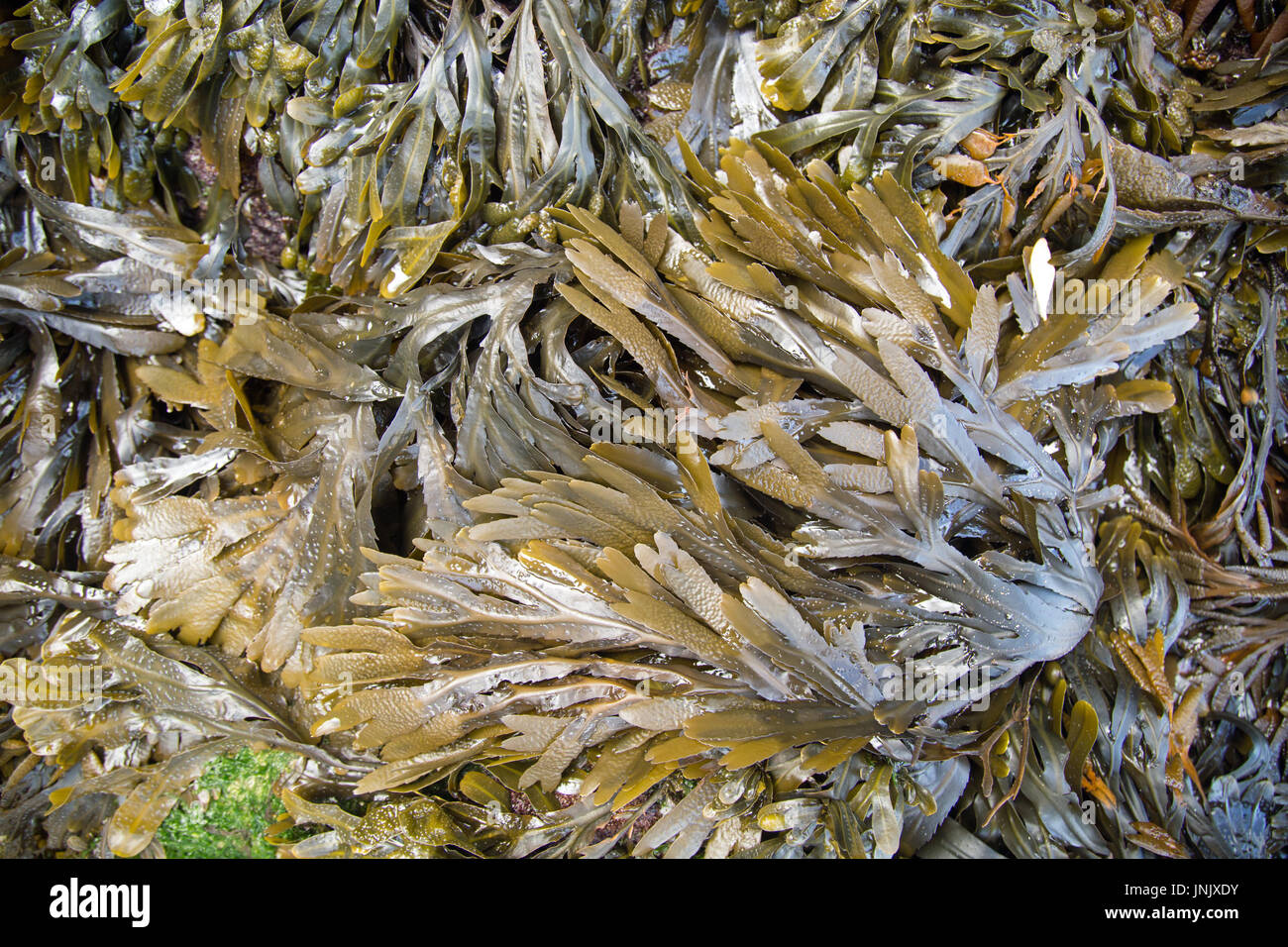Seaweed texture hi-res stock photography and images - Alamy