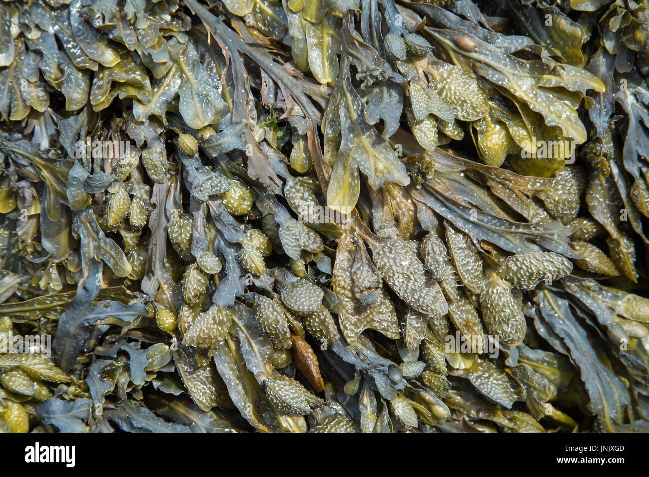 Lumps of sea weed hi-res stock photography and images - Alamy