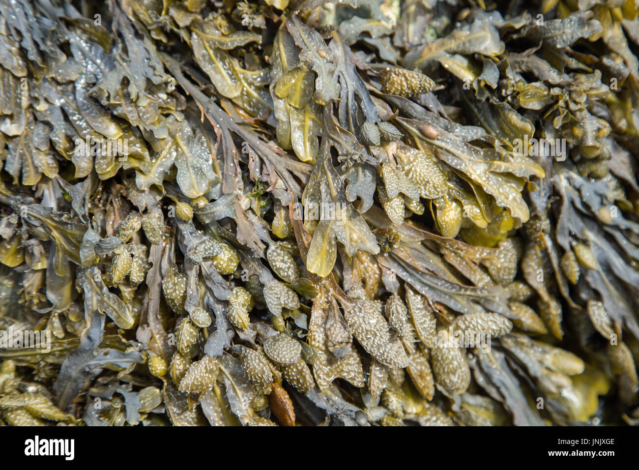 Lumps of sea weed hi-res stock photography and images - Alamy